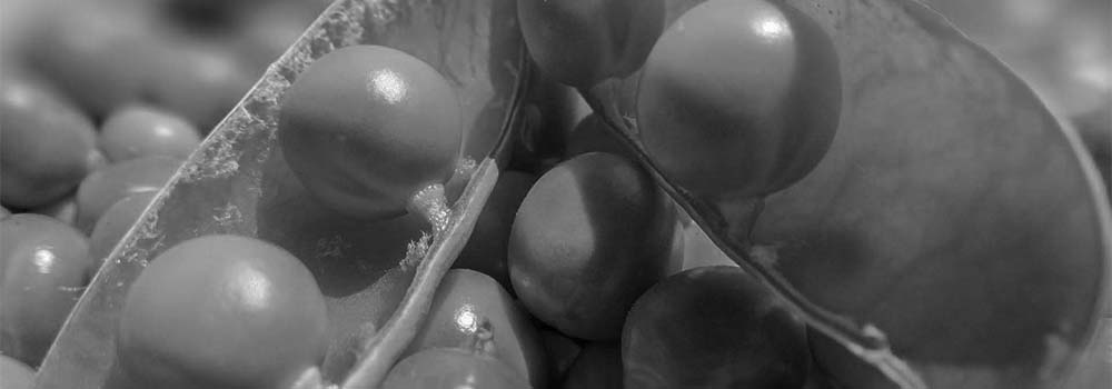 Pea Processing Plant - Case Studies - Detectronic - Wastewater Network ...